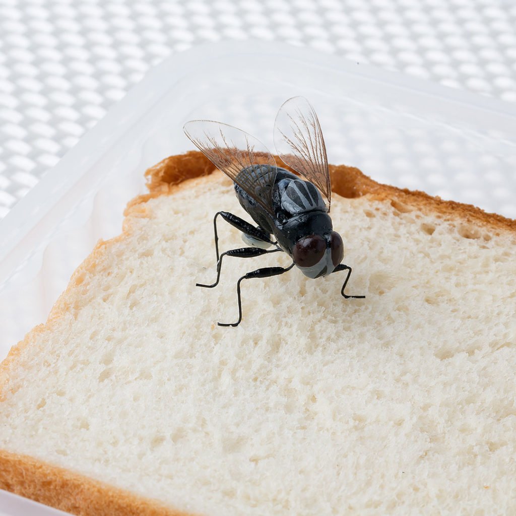 Neptune Beetle (dynastes neptunium) | Green Rhino | BEETLE BUDDY