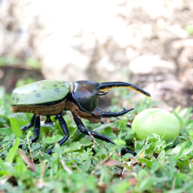 Neptune Beetle (dynastes neptunium) | Green Rhino | BEETLE BUDDY