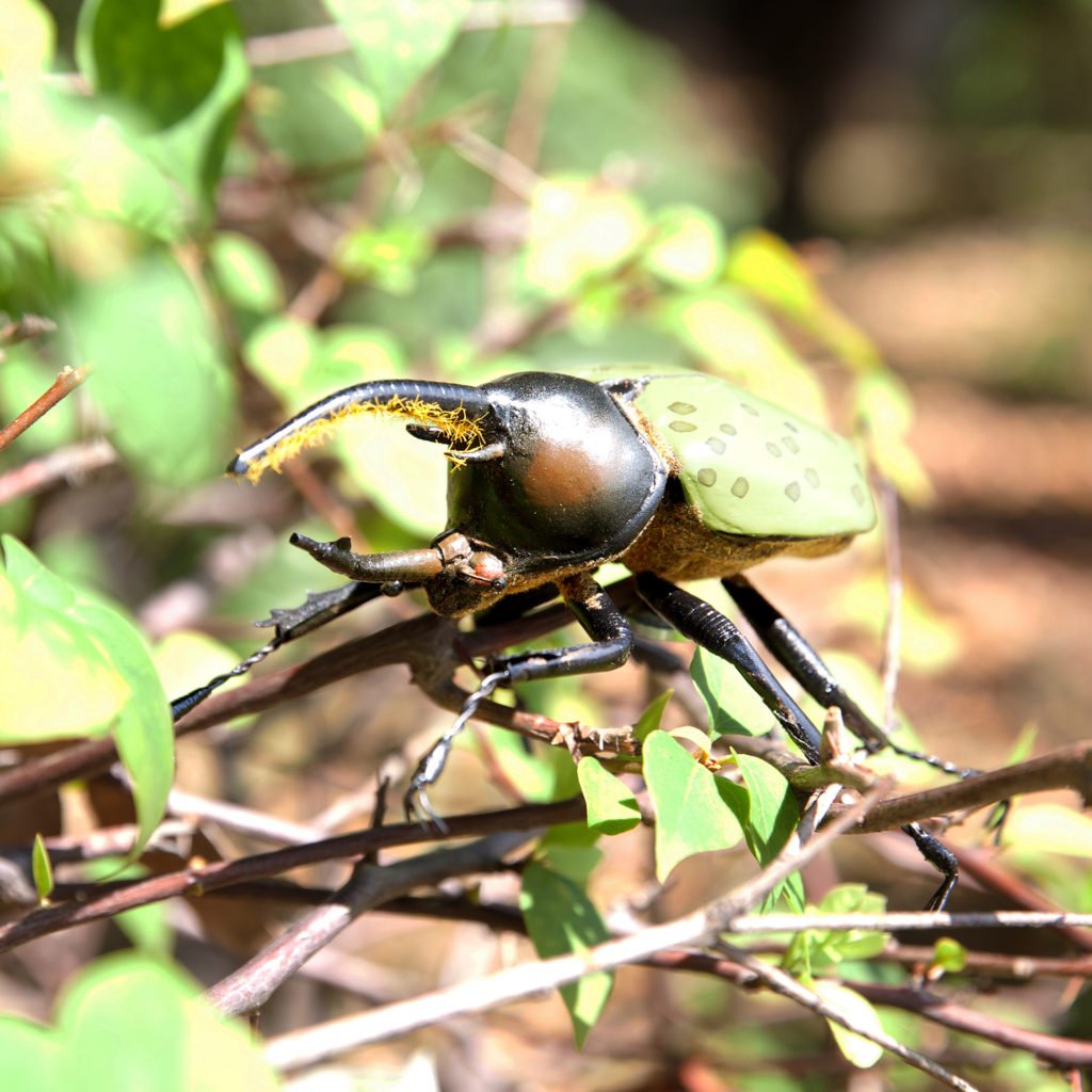 Neptune Beetle (dynastes neptunium) | Green Rhino | BEETLE BUDDY