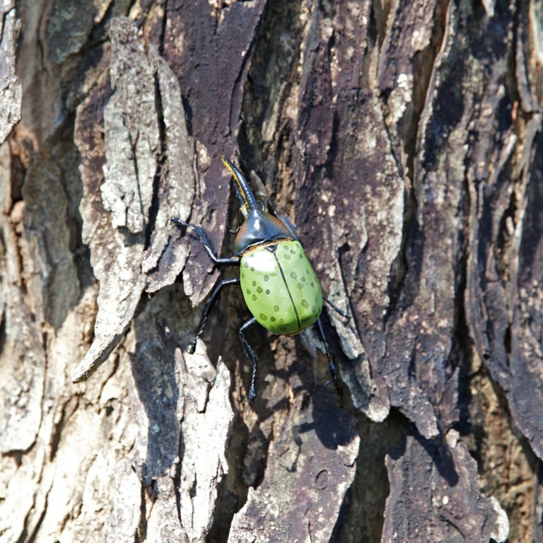Neptune Beetle (dynastes neptunium) | Green Rhino | BEETLE BUDDY